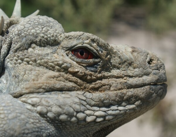 Iguanas de La Española – Grupo Jaragua