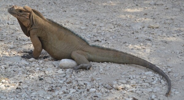 Iguanas de La Española – Grupo Jaragua