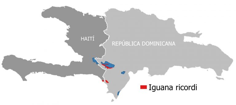 Iguanas de La Española – Grupo Jaragua
