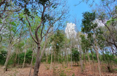 Canelilla de Jaragua – Grupo Jaragua