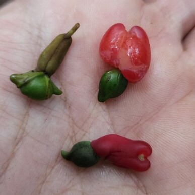 Coníferas y palmas – Grupo Jaragua