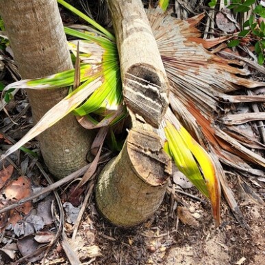 Coníferas y palmas – Grupo Jaragua