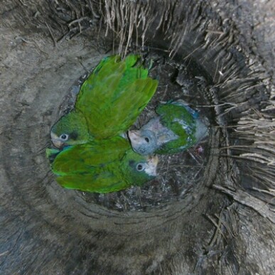 Coníferas y palmas – Grupo Jaragua