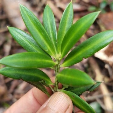 Coníferas y palmas – Grupo Jaragua