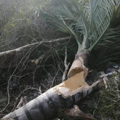 Árboles amenazados – Grupo Jaragua