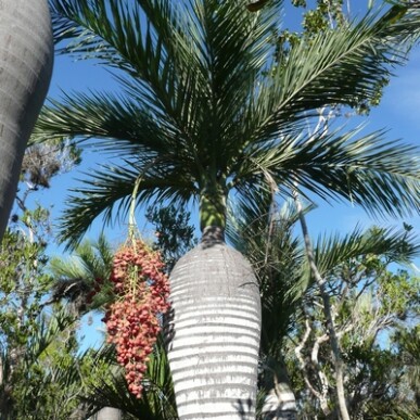 Coníferas y palmas – Grupo Jaragua