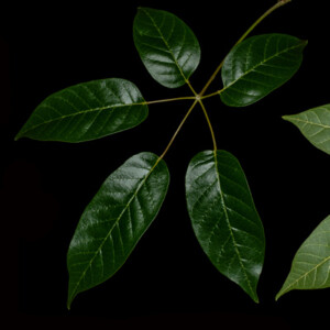 Endangered trees – Grupo Jaragua